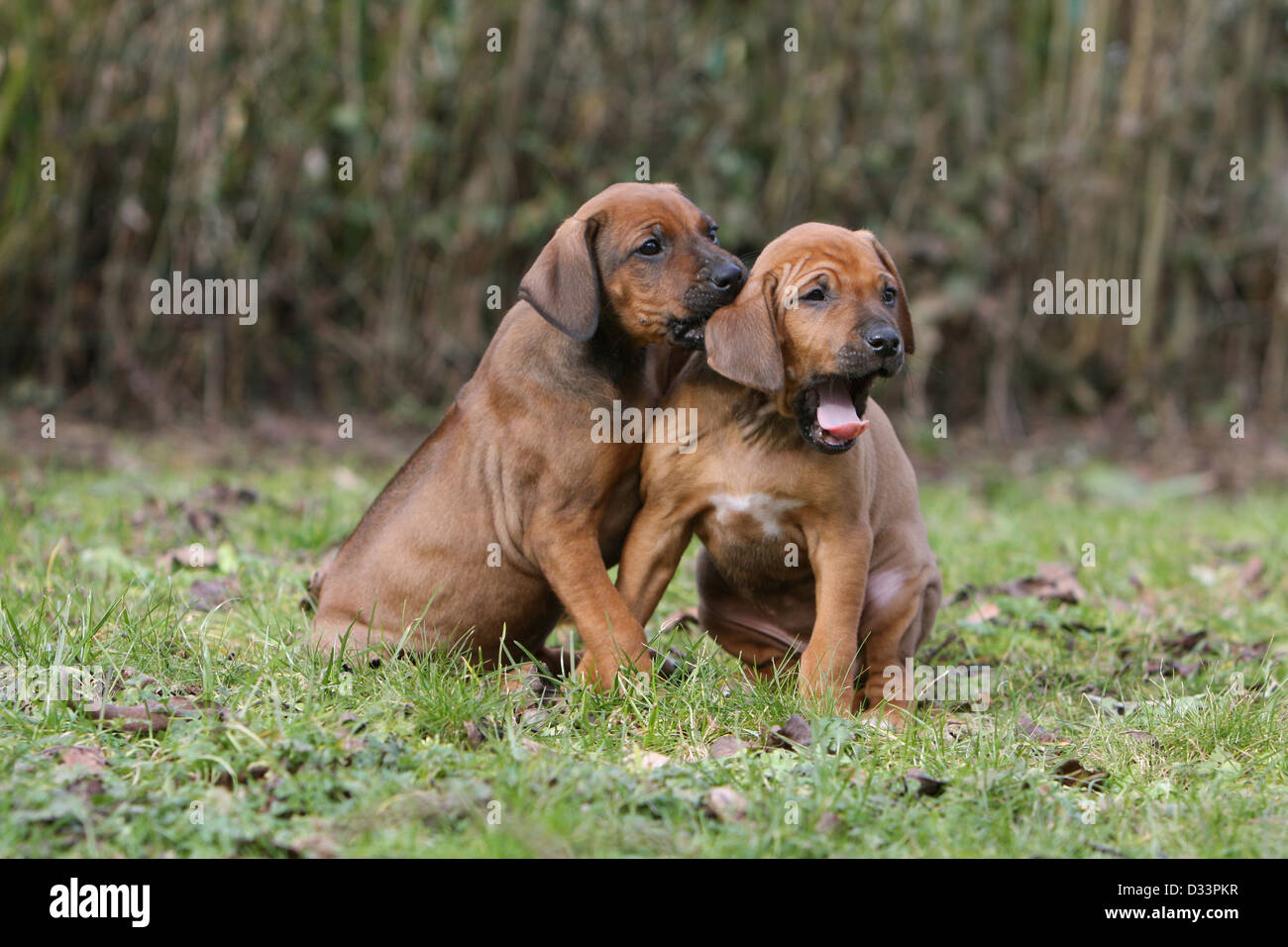 Dog Rhodesian Ridgeback / African Lion Hound two puppies sitting in a ...