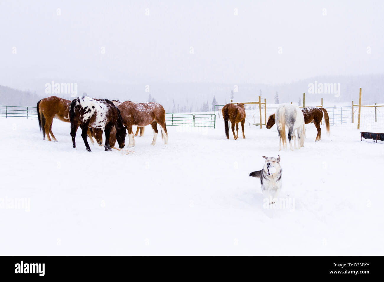 Horses in the snow on a small farm in Colorado Stock Photo - Alamy