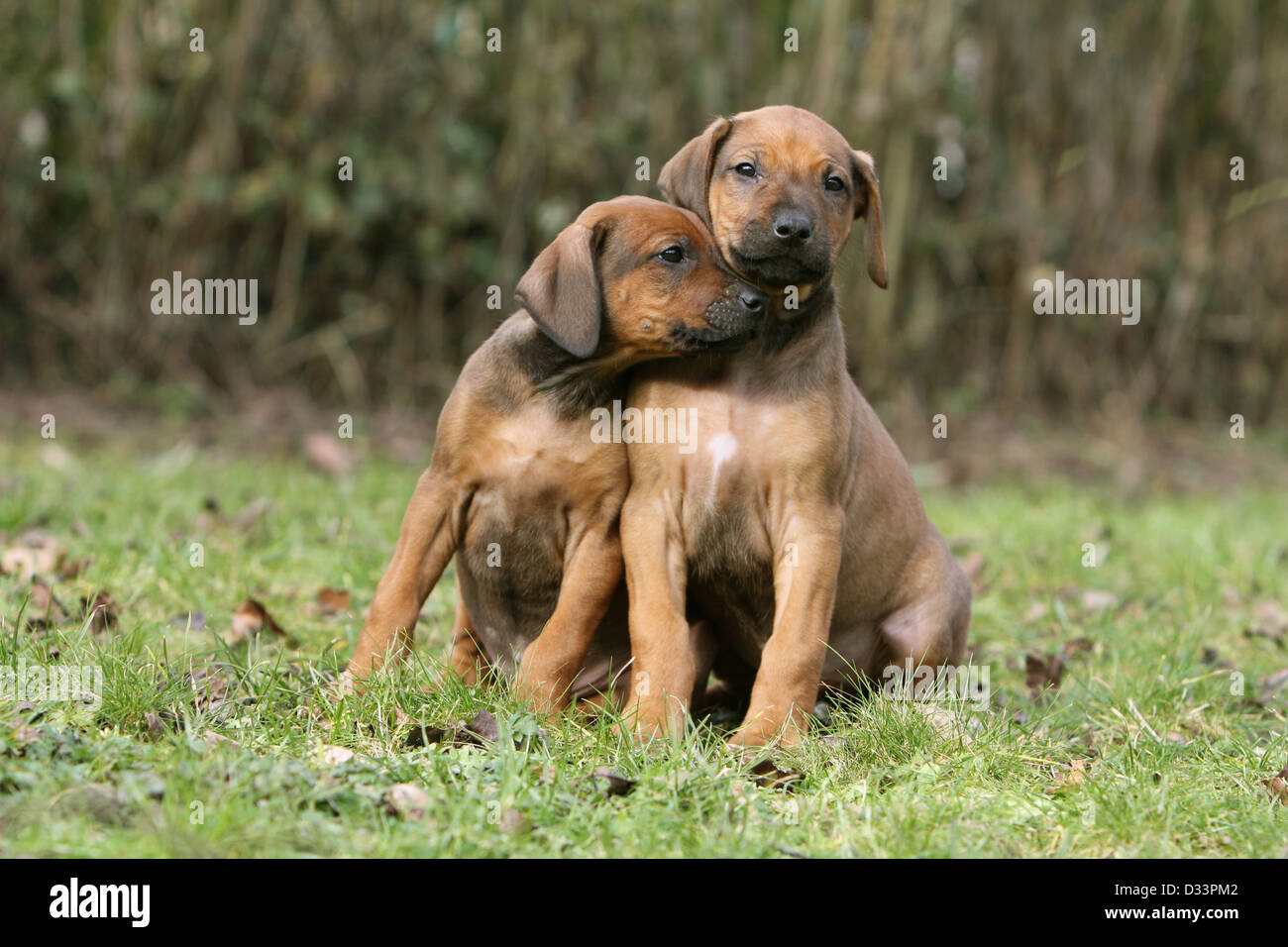 Dog Rhodesian Ridgeback / African Lion Hound two puppies sitting in a ...