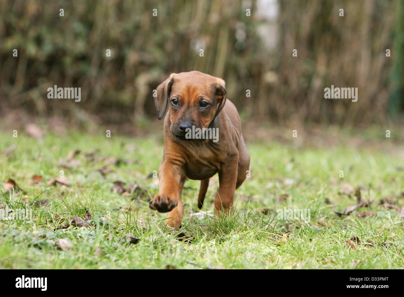 Dog Rhodesian Ridgeback / African Lion Hound puppy running in a garden ...