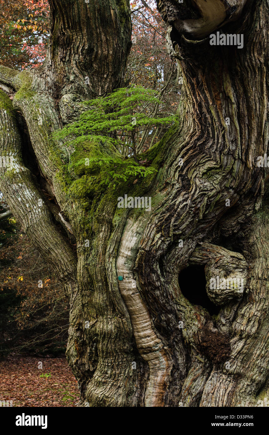 Old chestnut tree hi-res stock photography and images - Alamy