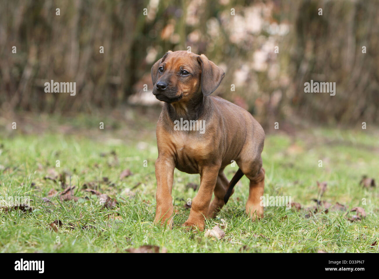 Dog Rhodesian Ridgeback / African Lion Hound puppy standing in a meadow ...