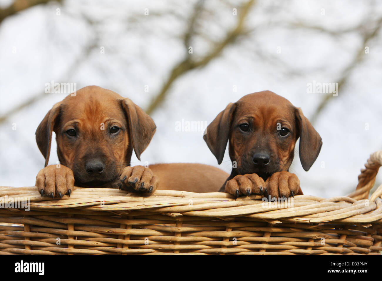 Dog Rhodesian Ridgeback / African Lion Hound two puppies in a basket ...