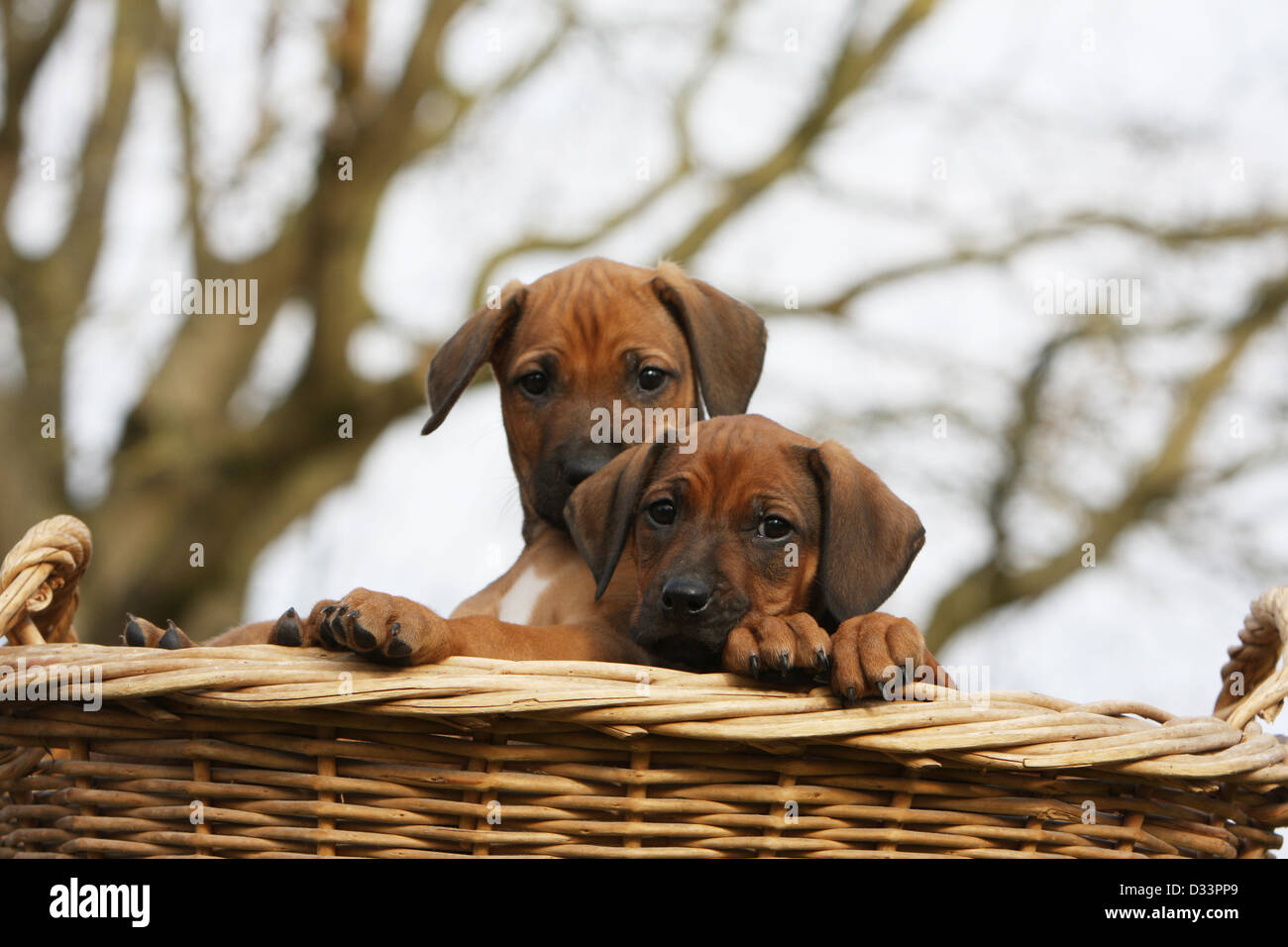Dog Rhodesian Ridgeback / African Lion Hound two puppies in a basket ...