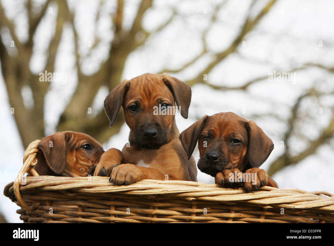 Dog Rhodesian Ridgeback / African Lion Hound three puppies in a basket ...