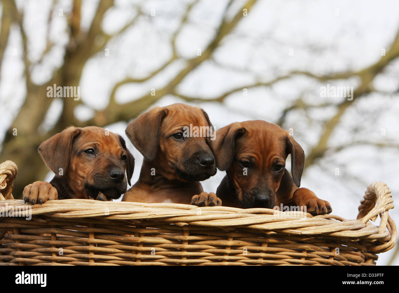 Dog Rhodesian Ridgeback / African Lion Hound three puppies in a basket ...