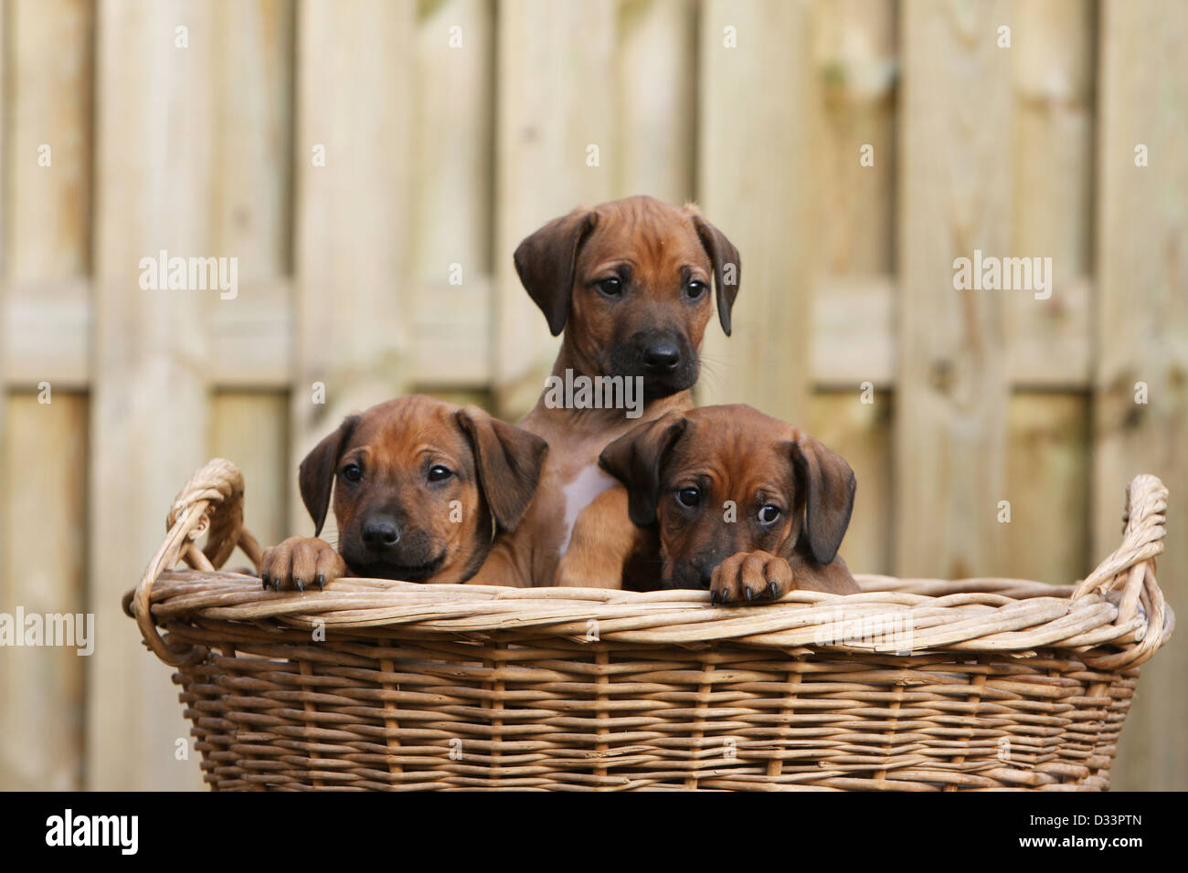 Dog Rhodesian Ridgeback / African Lion Hound three puppies in a basket ...