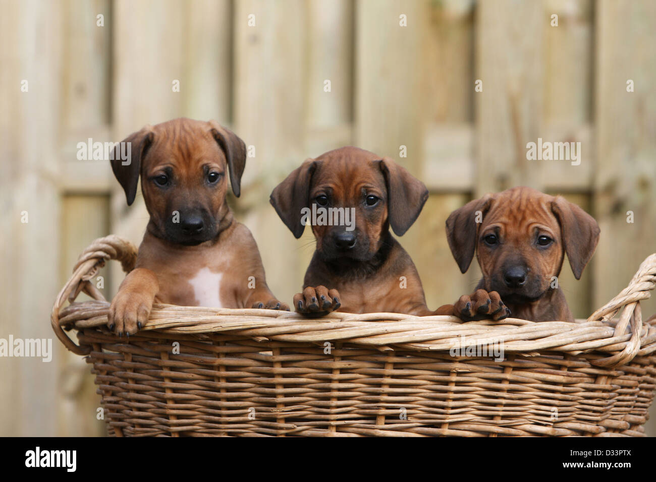 Dog Rhodesian Ridgeback / African Lion Hound three puppies in a basket ...