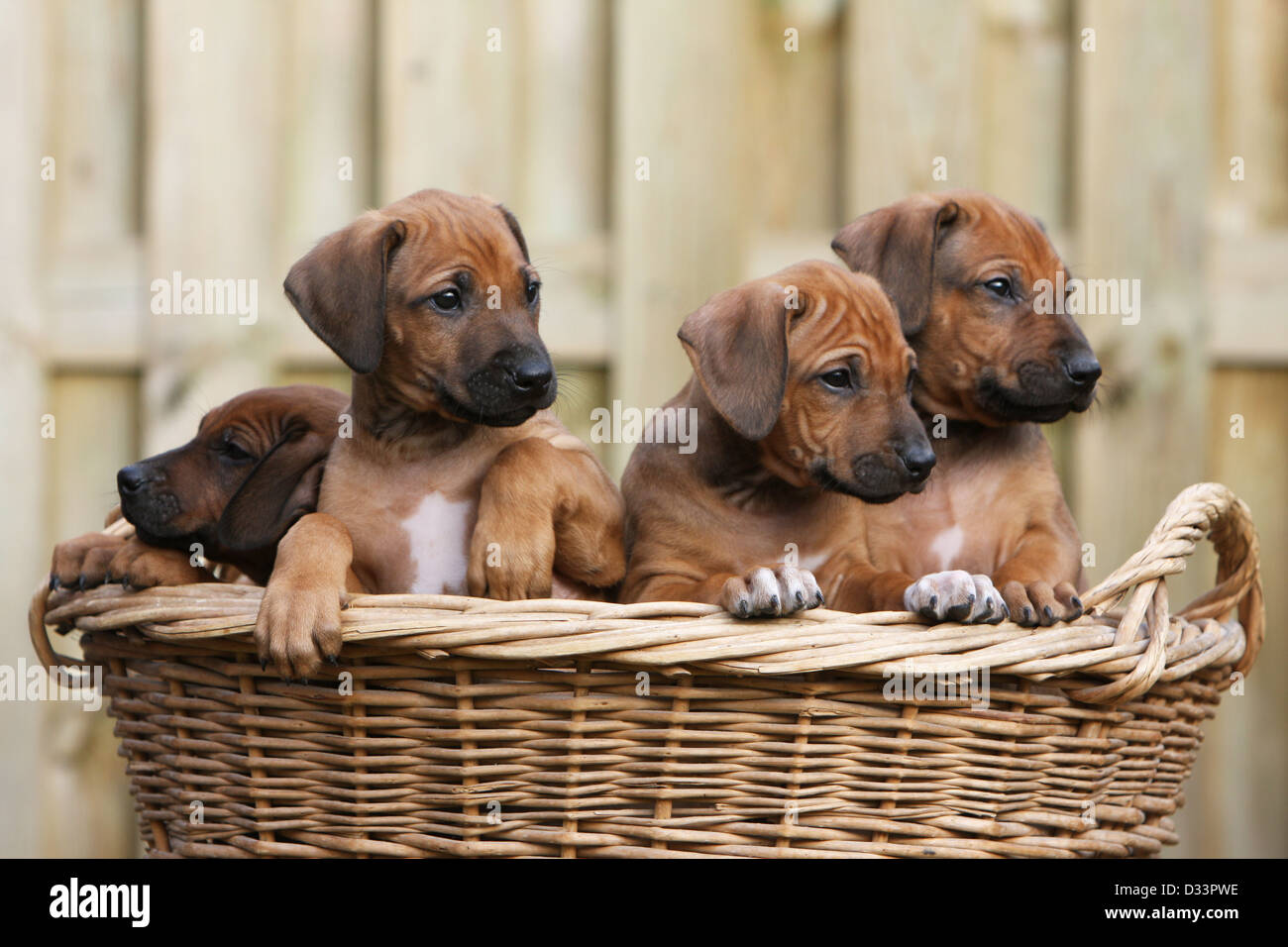 Dog Rhodesian Ridgeback / African Lion Hound four puppies in a basket ...