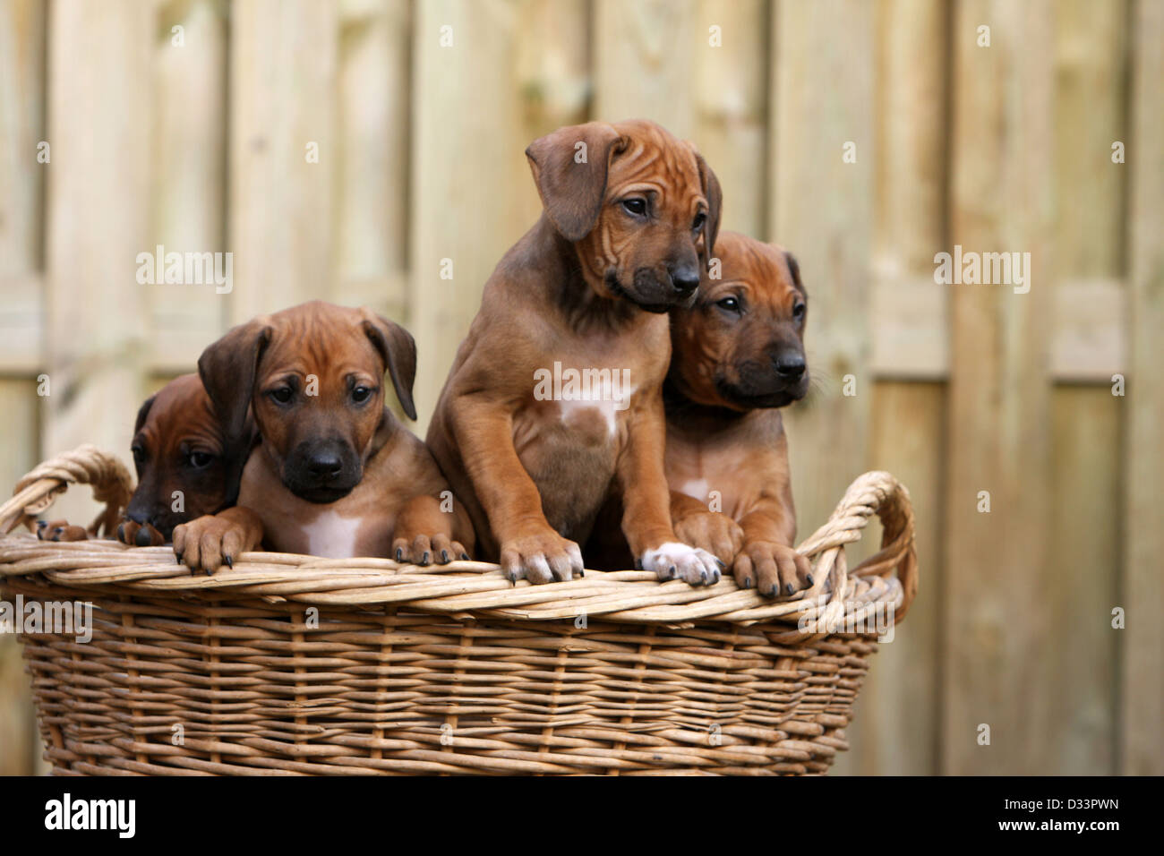 Dog Rhodesian Ridgeback / African Lion Hound four puppies in a basket ...