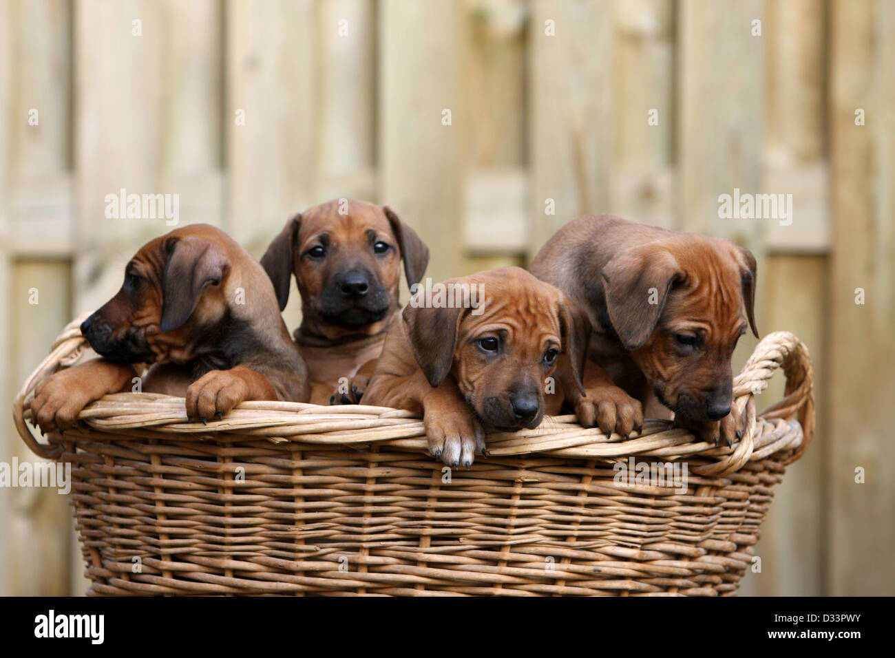 Dog Rhodesian Ridgeback / African Lion Hound four puppies in a basket ...