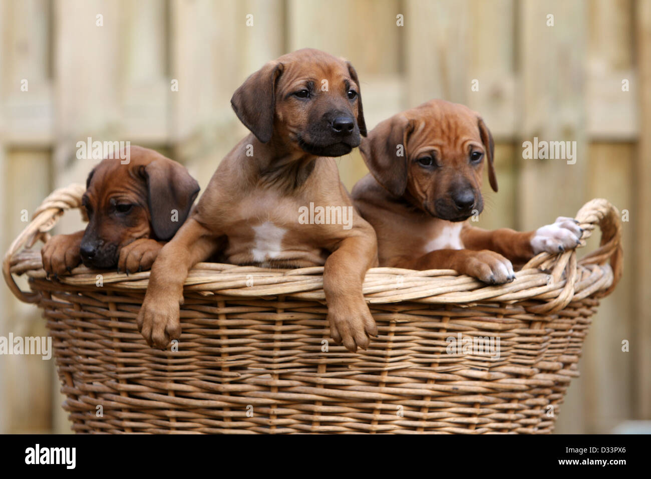 Dog Rhodesian Ridgeback / African Lion Hound three puppies sitting in a ...