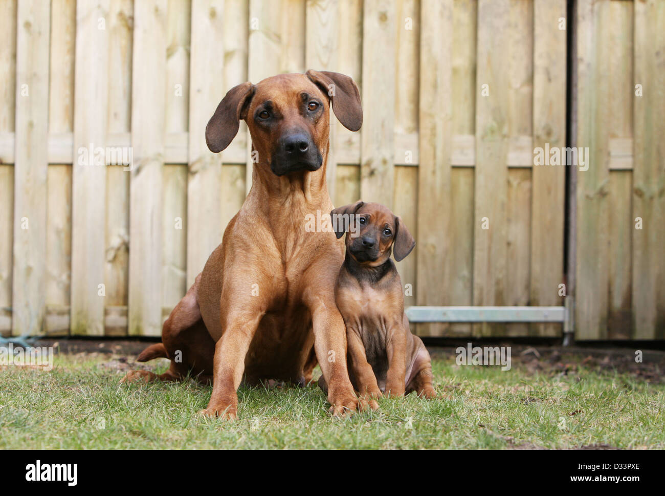 Dog Rhodesian Ridgeback / African Lion Hound adult and puppy in a ...