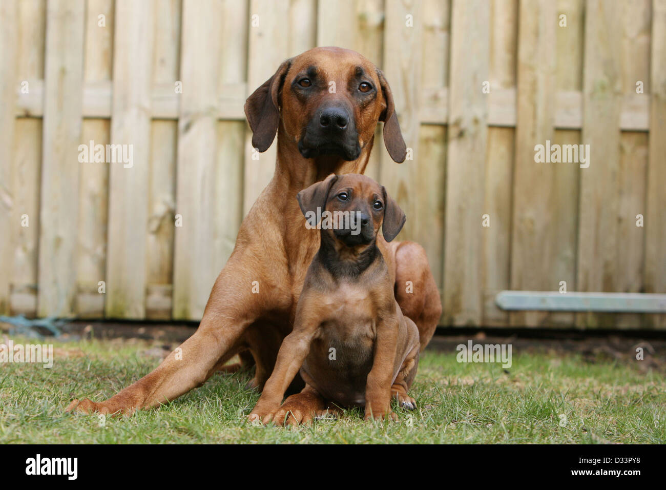 Dog Rhodesian Ridgeback / African Lion Hound adult and puppy in a ...