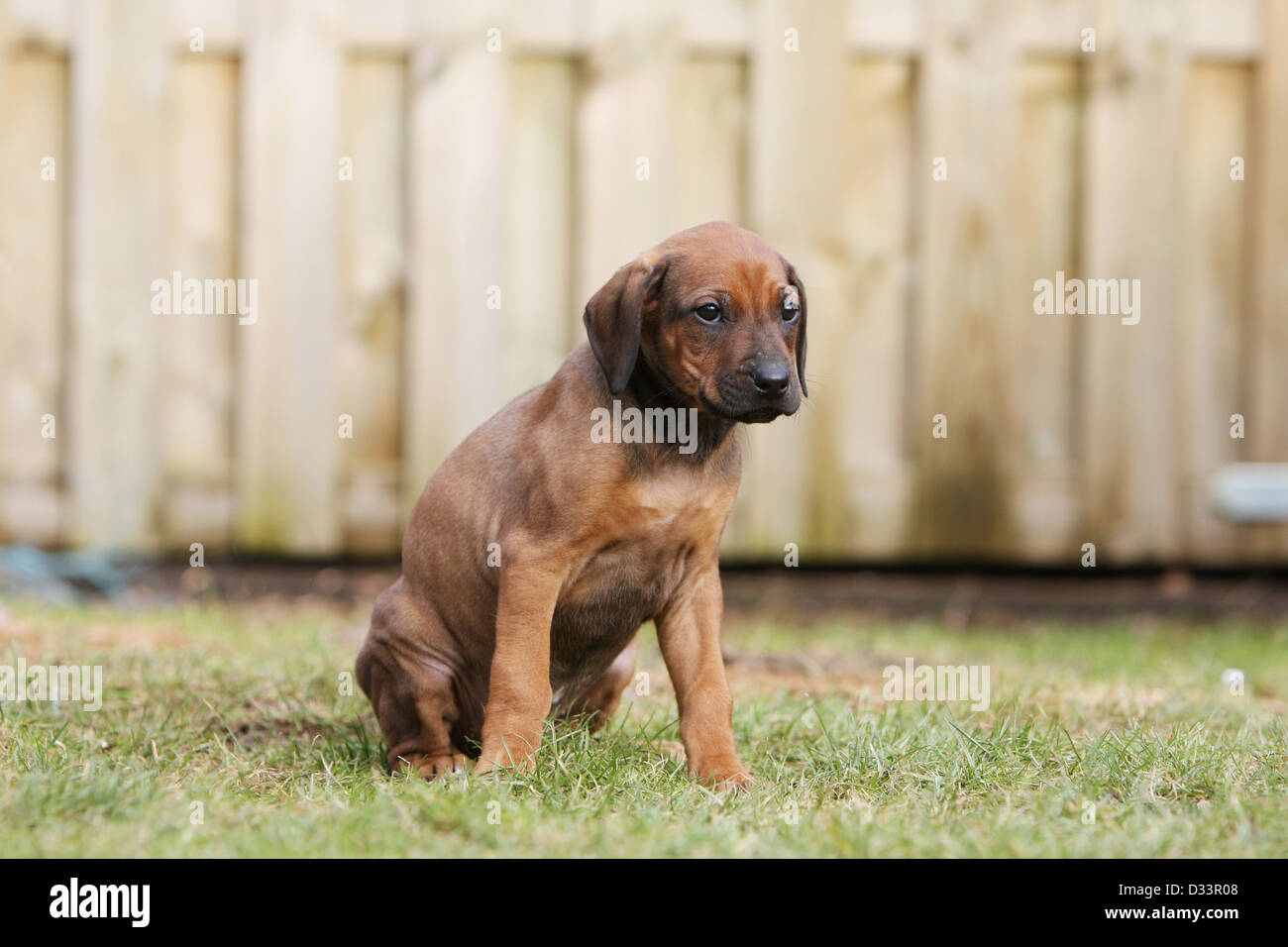 Dog Rhodesian Ridgeback / African Lion Hound puppy sitting in a garden ...