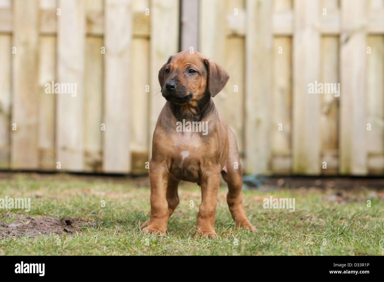 Dog Rhodesian Ridgeback / African Lion Hound puppy standing in a garden ...