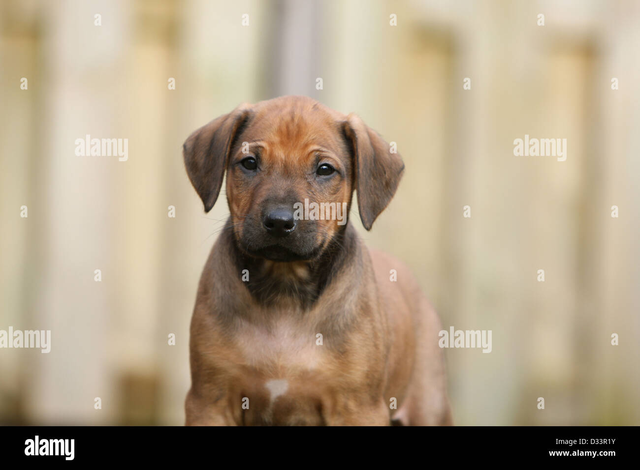 Dog Rhodesian Ridgeback / African Lion Hound puppy portrait Stock Photo ...