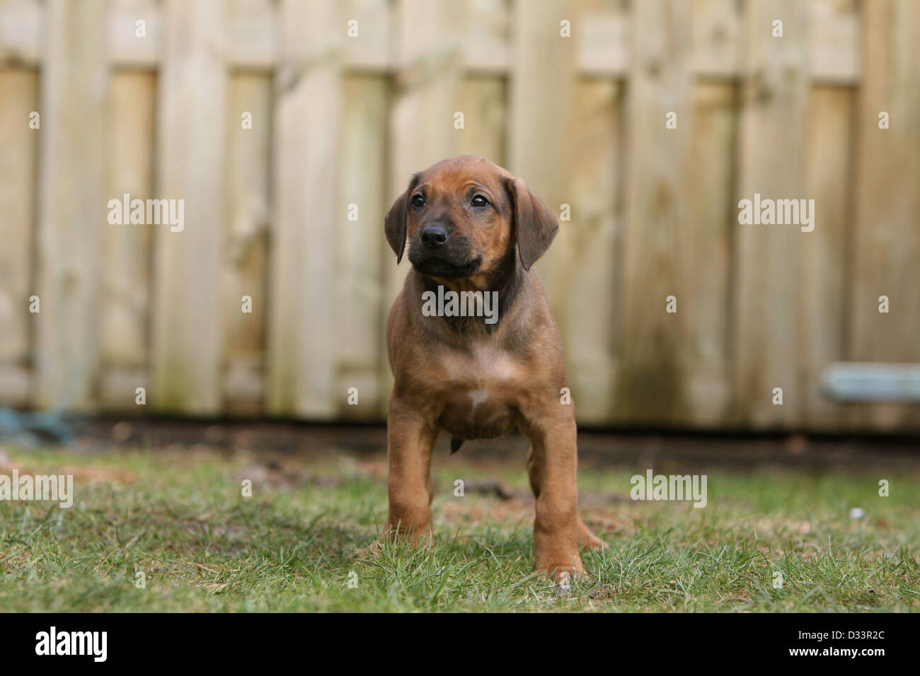 Dog Rhodesian Ridgeback / African Lion Hound puppy standing in a garden ...