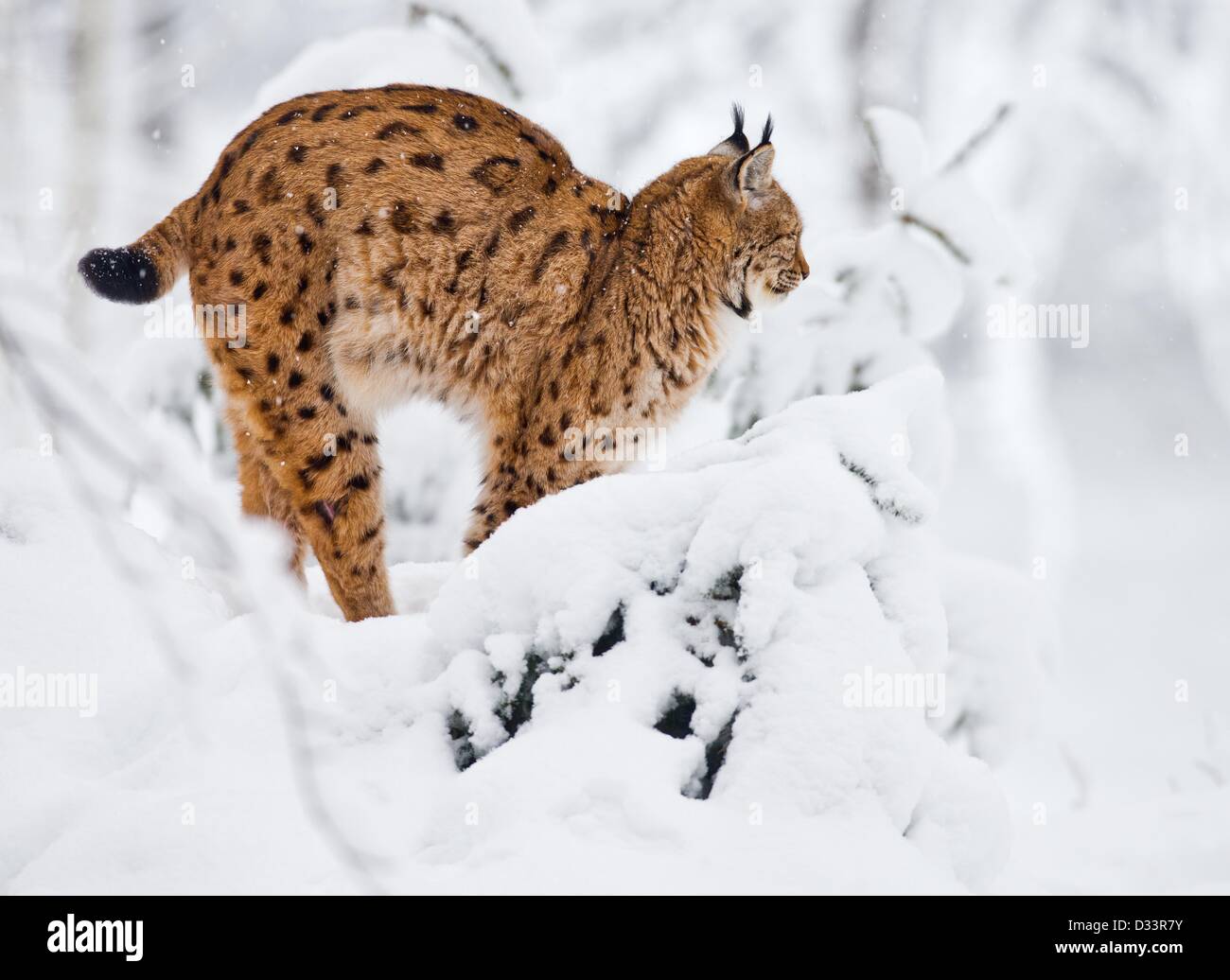 View of a Eurasian lynx (Lynx lynx) in its snowy outdoor enclosure at ...