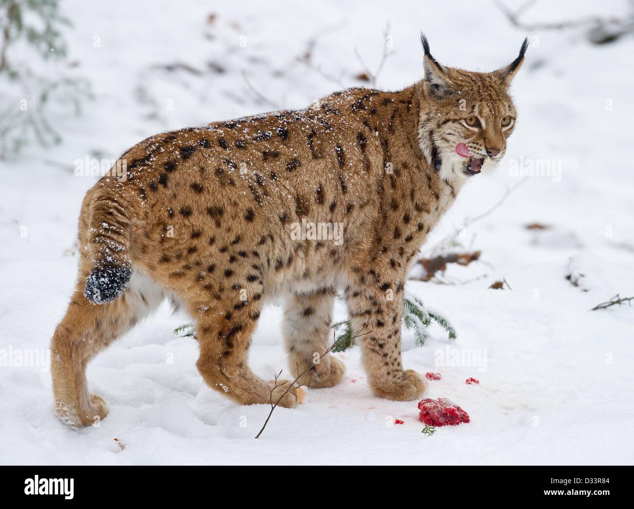 View of a Eurasian lynx (Lynx lynx) in its snowy outdoor enclosure at ...