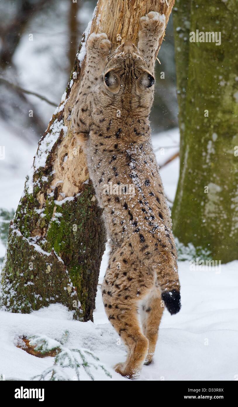 View of a Eurasian lynx (Lynx lynx) in its snowy outdoor enclosure at ...