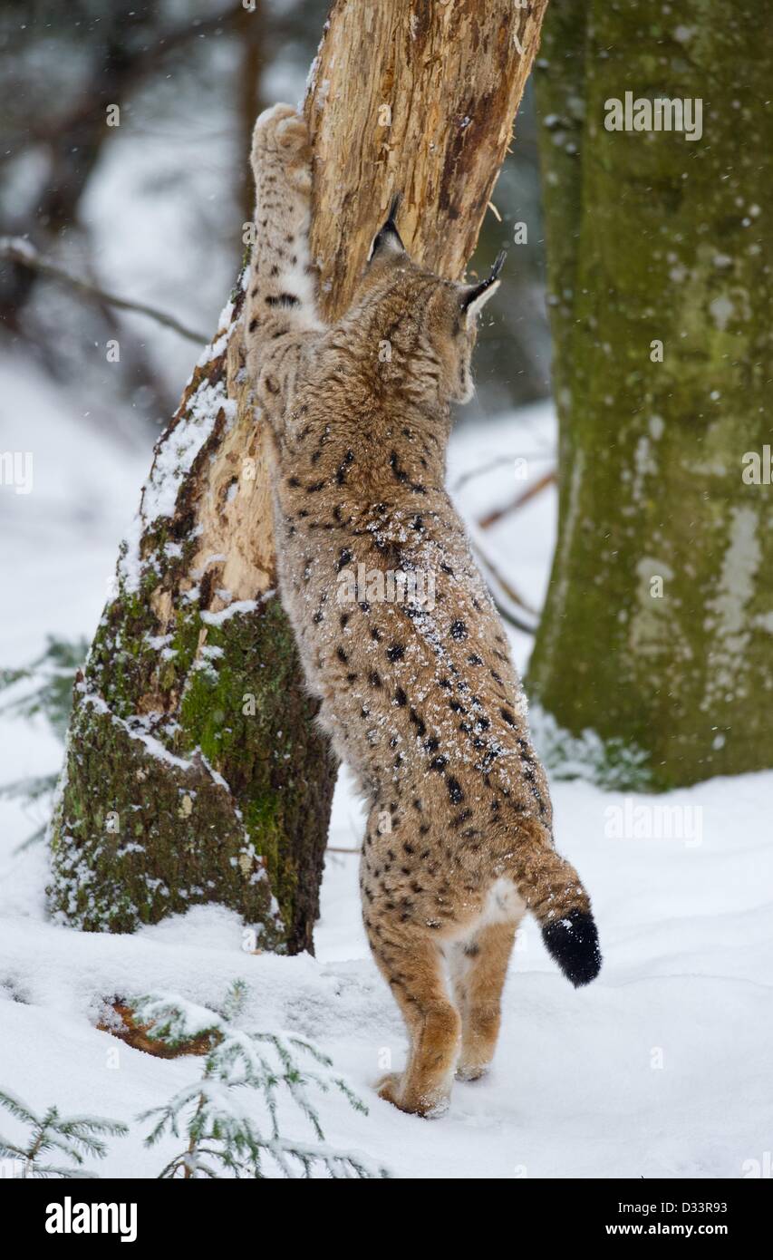 View of a Eurasian lynx (Lynx lynx) in its snowy outdoor enclosure at ...
