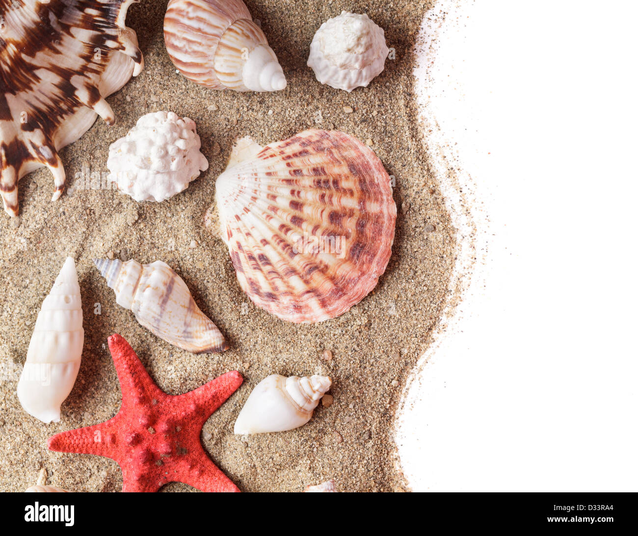 Seashells on the sand as a backgorund Stock Photo - Alamy