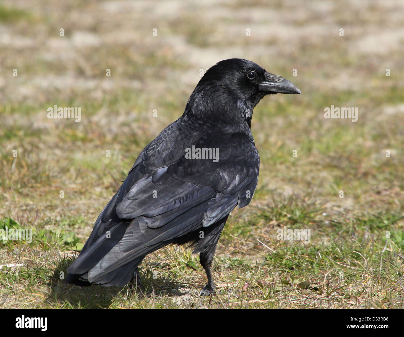 Detailed close up black carrion hi-res stock photography and images - Alamy
