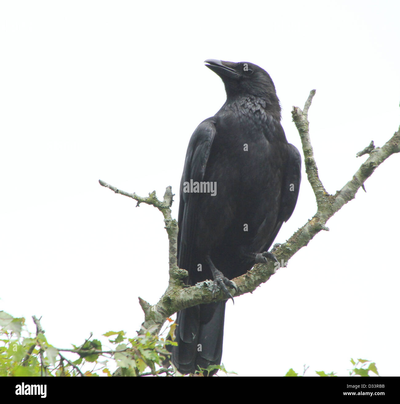 Detailed close up of a black carrion crow (Corvus Corone) in a tree ...