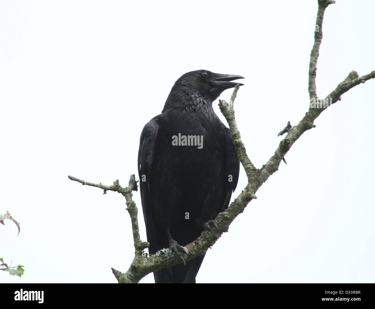 Detailed close up of a black carrion crow (Corvus Corone) in a tree ...