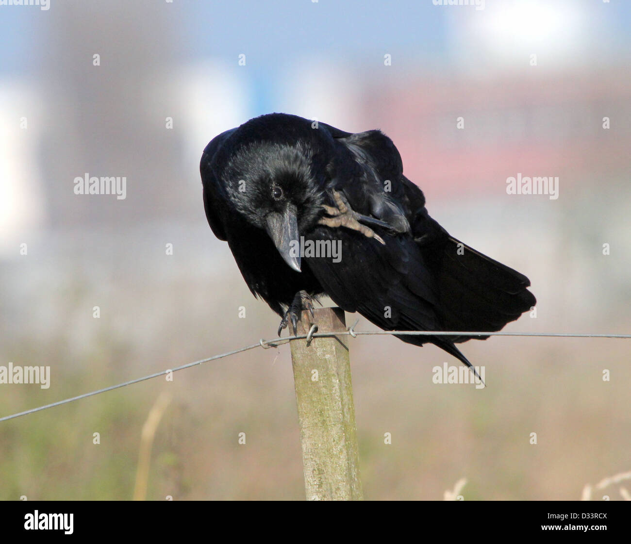 Scratching ground for food hi-res stock photography and images - Alamy