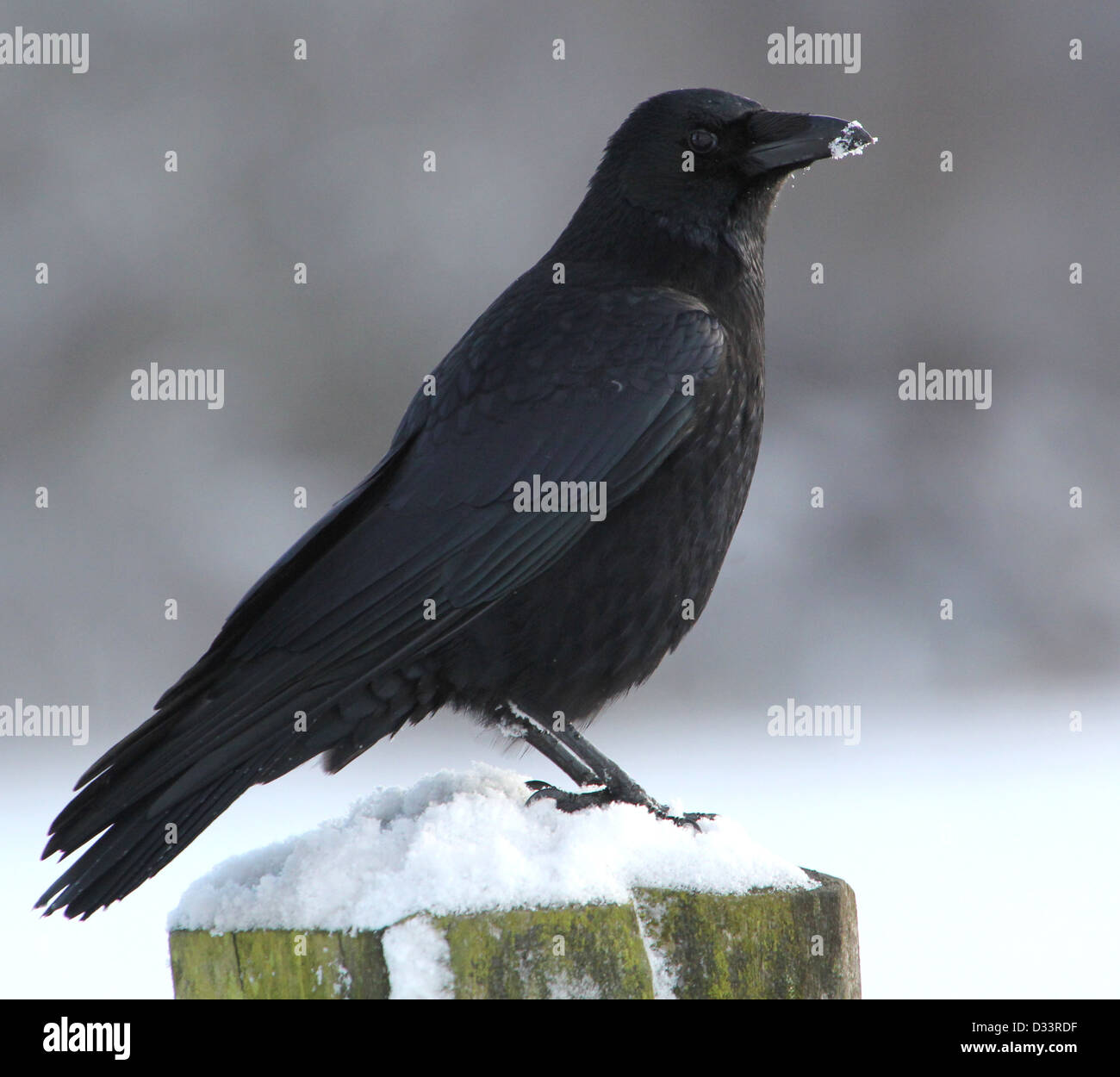 Detailed close up of a black carrion crow (Corvus Corone Stock Photo ...