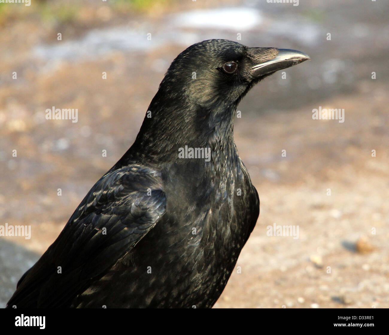 Detailed close up black carrion hi-res stock photography and images - Alamy