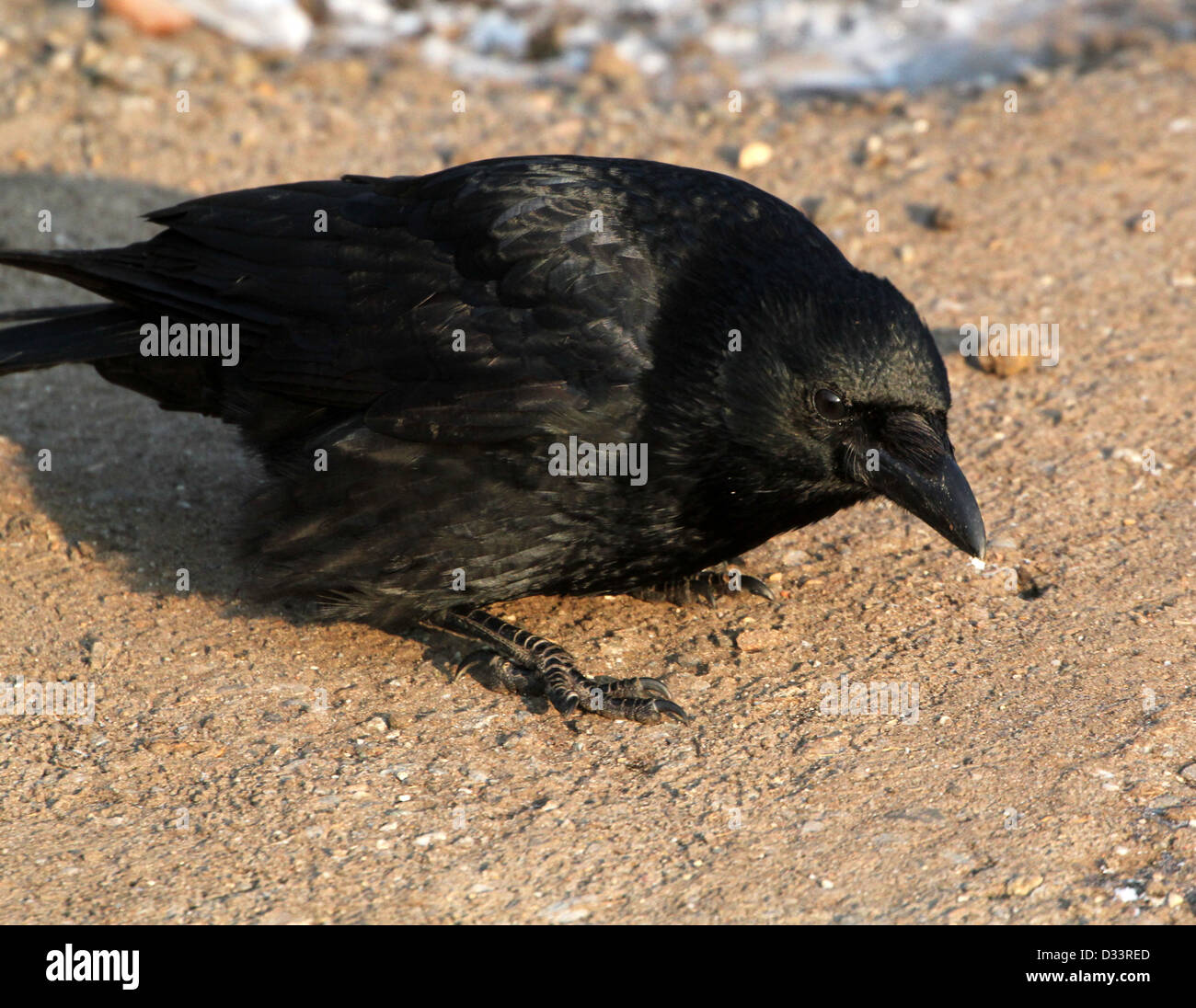 Detailed close up of a black carrion crow (Corvus Corone Stock Photo ...