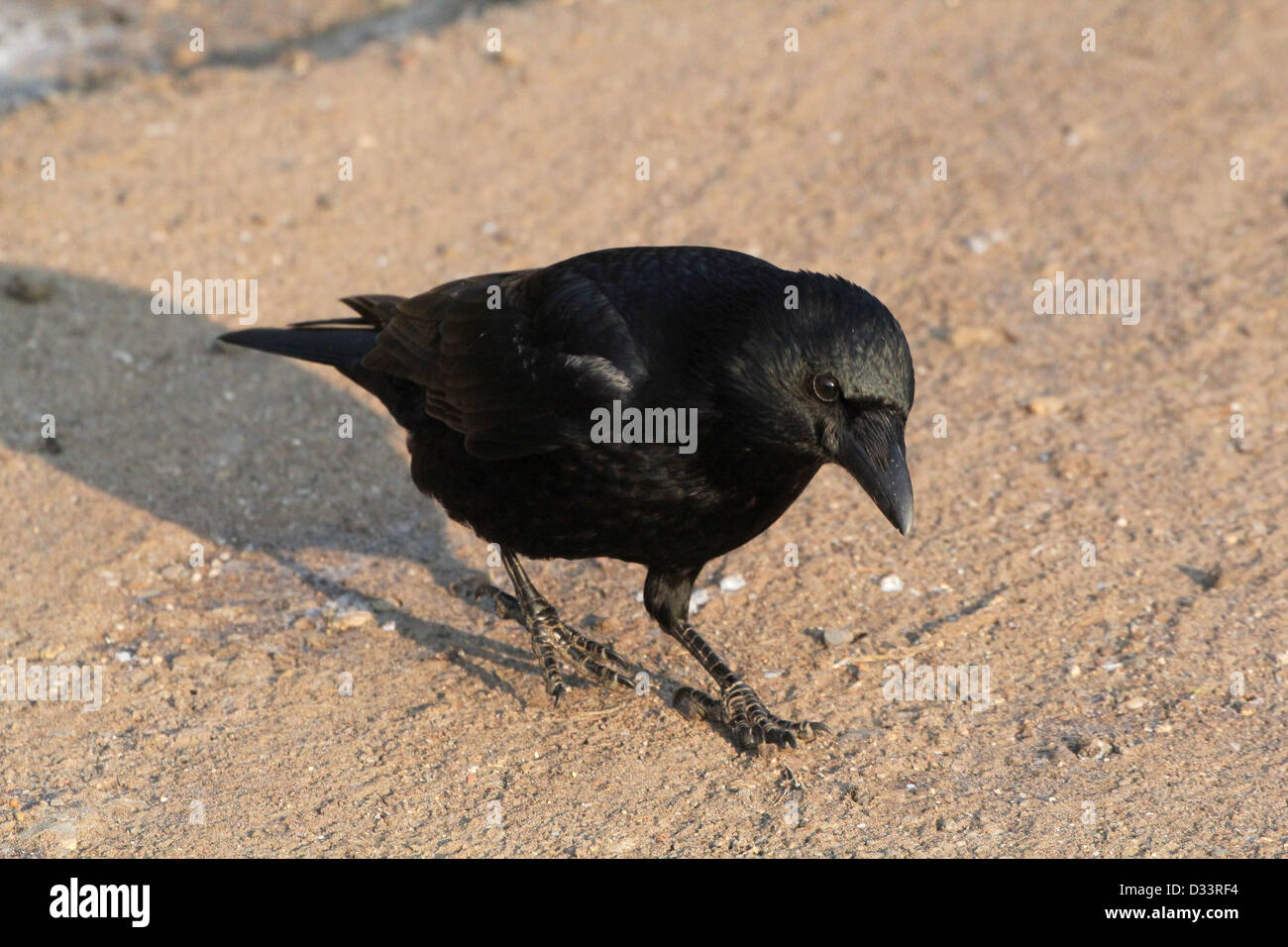 Detailed close up of a black carrion crow (Corvus Corone Stock Photo ...