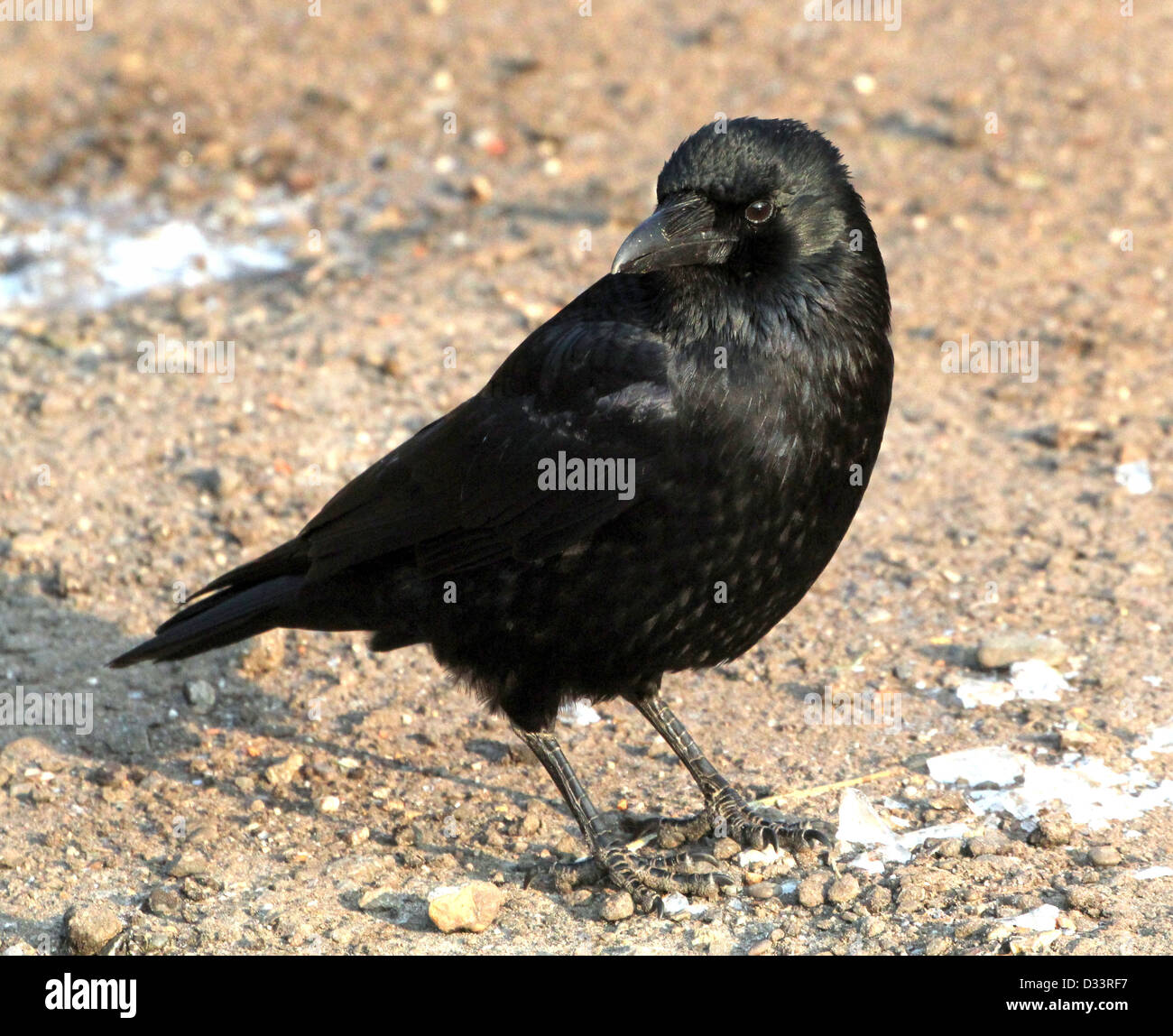 Detailed close up black carrion hi-res stock photography and images - Alamy