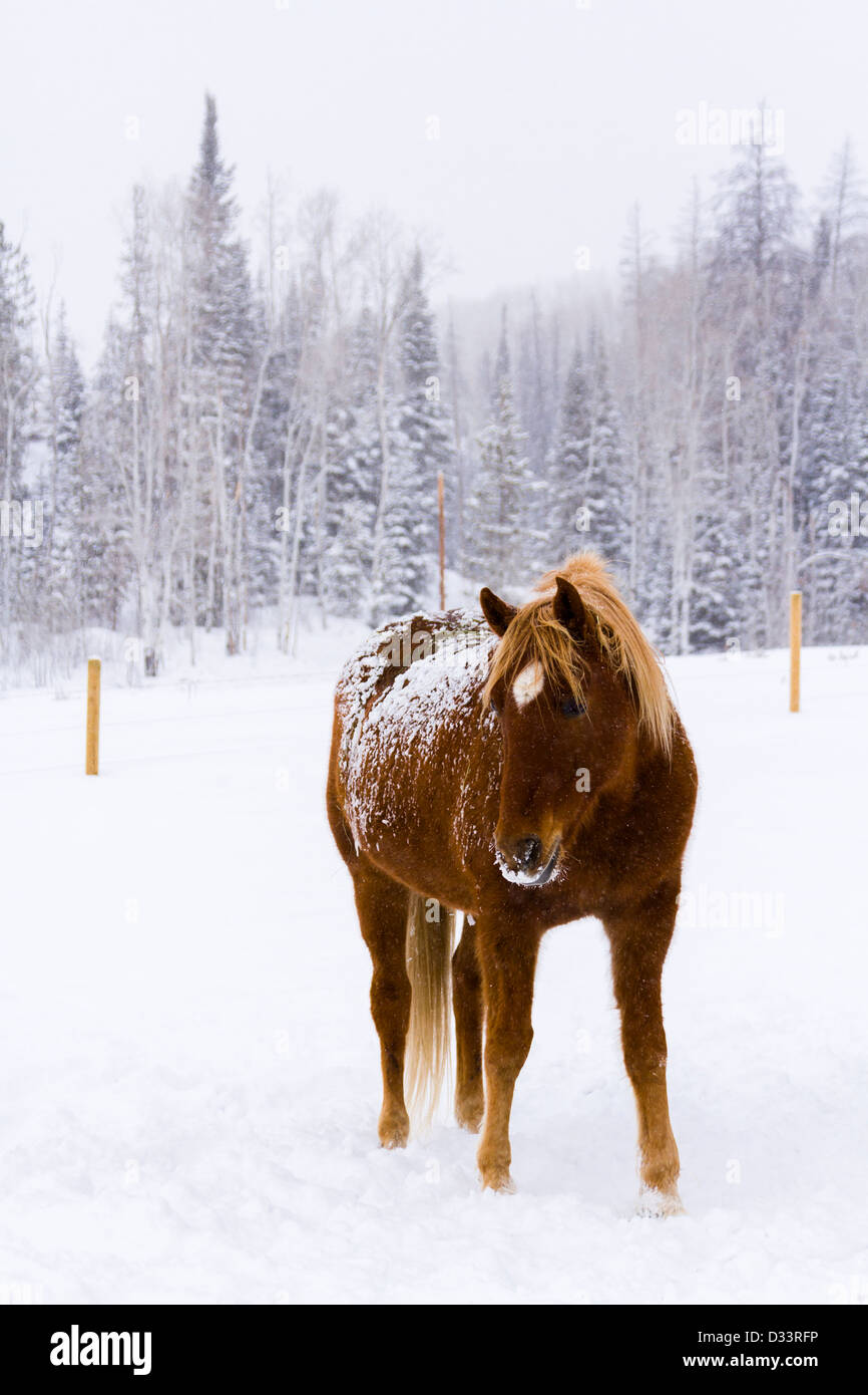 Horses in the snow on a small farm in Colorado Stock Photo - Alamy