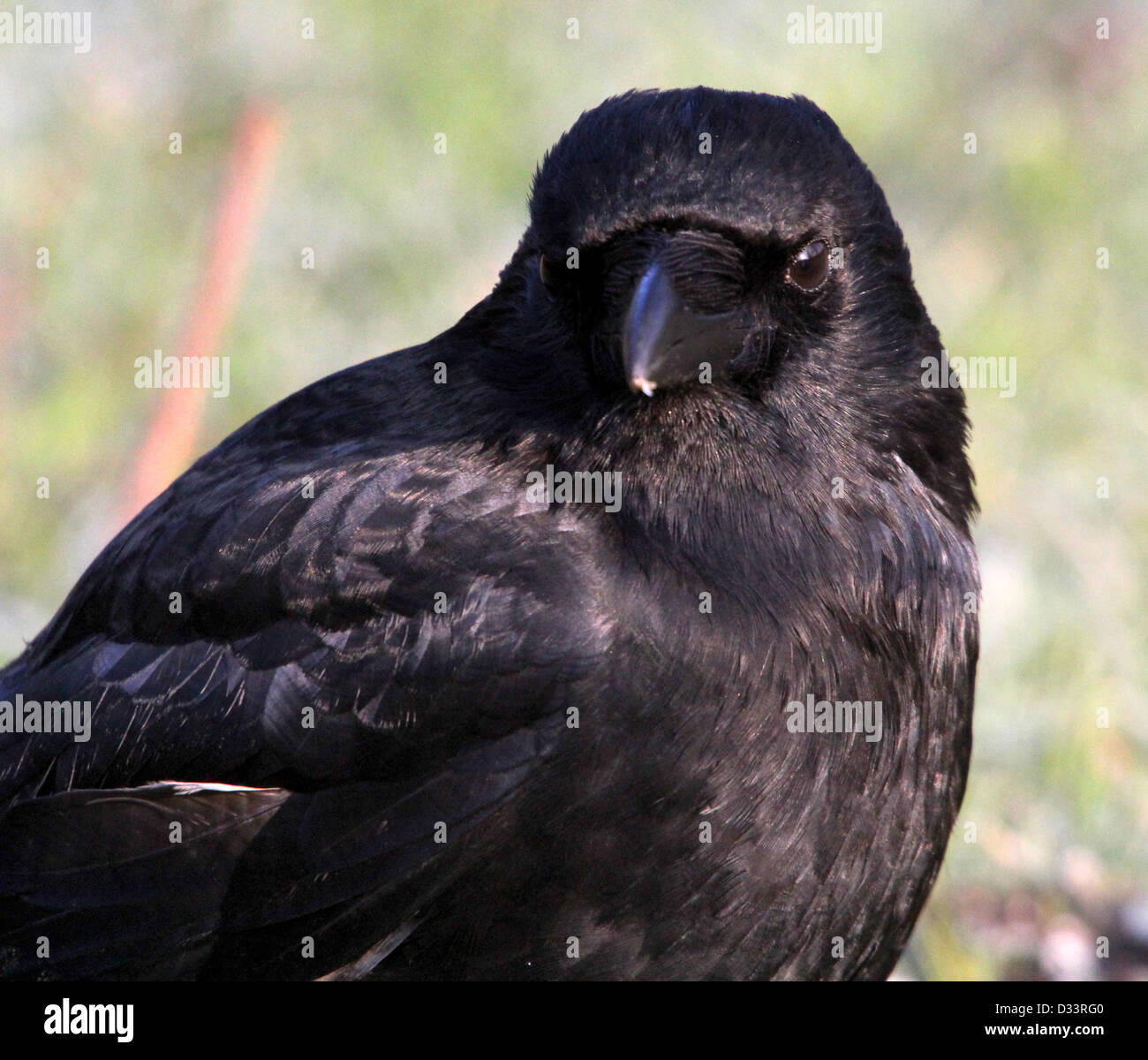 Detailed close up of a black carrion crow (Corvus Corone Stock Photo ...
