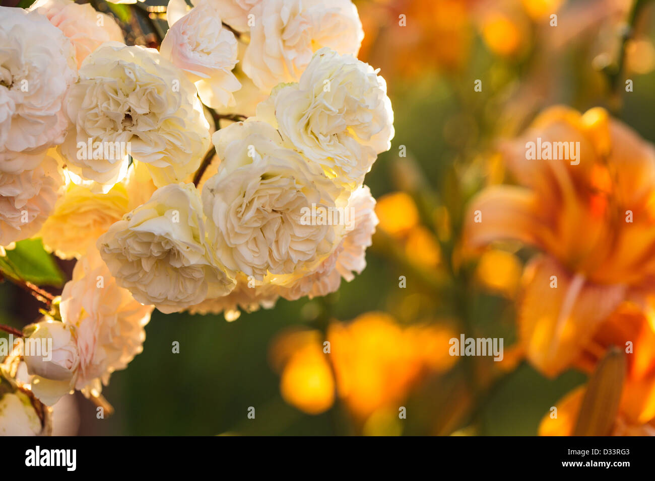 A bush of white roses in sunset backlight Stock Photo - Alamy