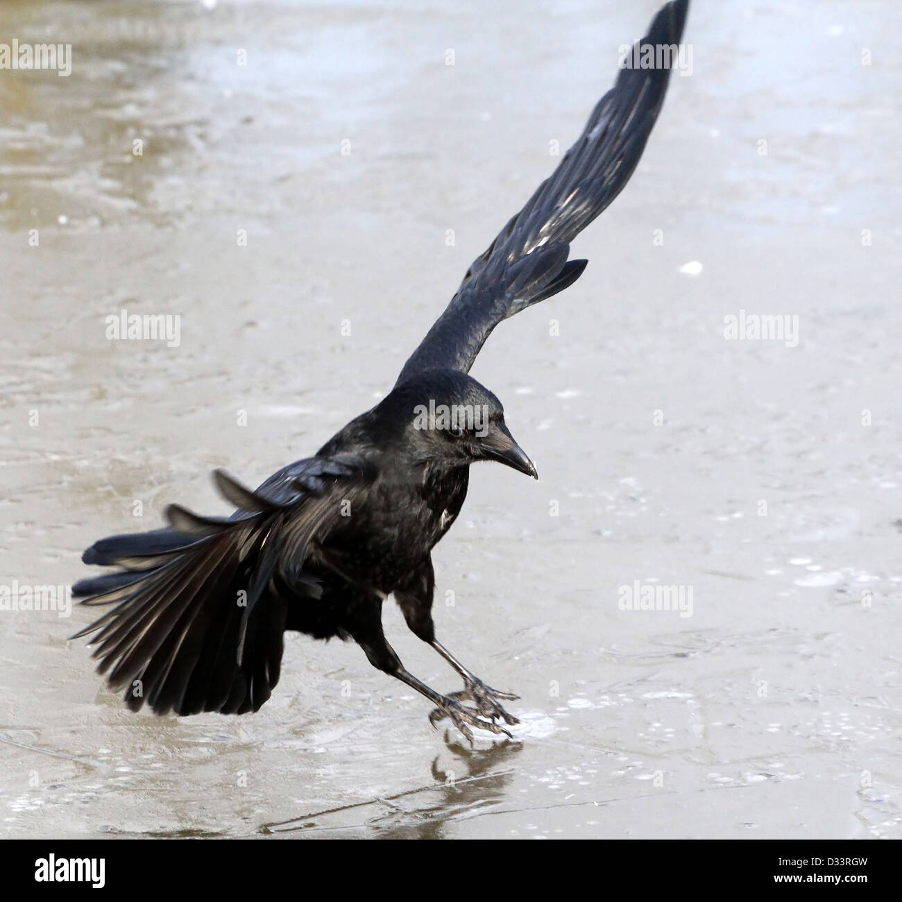 Crow fight flight hi-res stock photography and images - Alamy