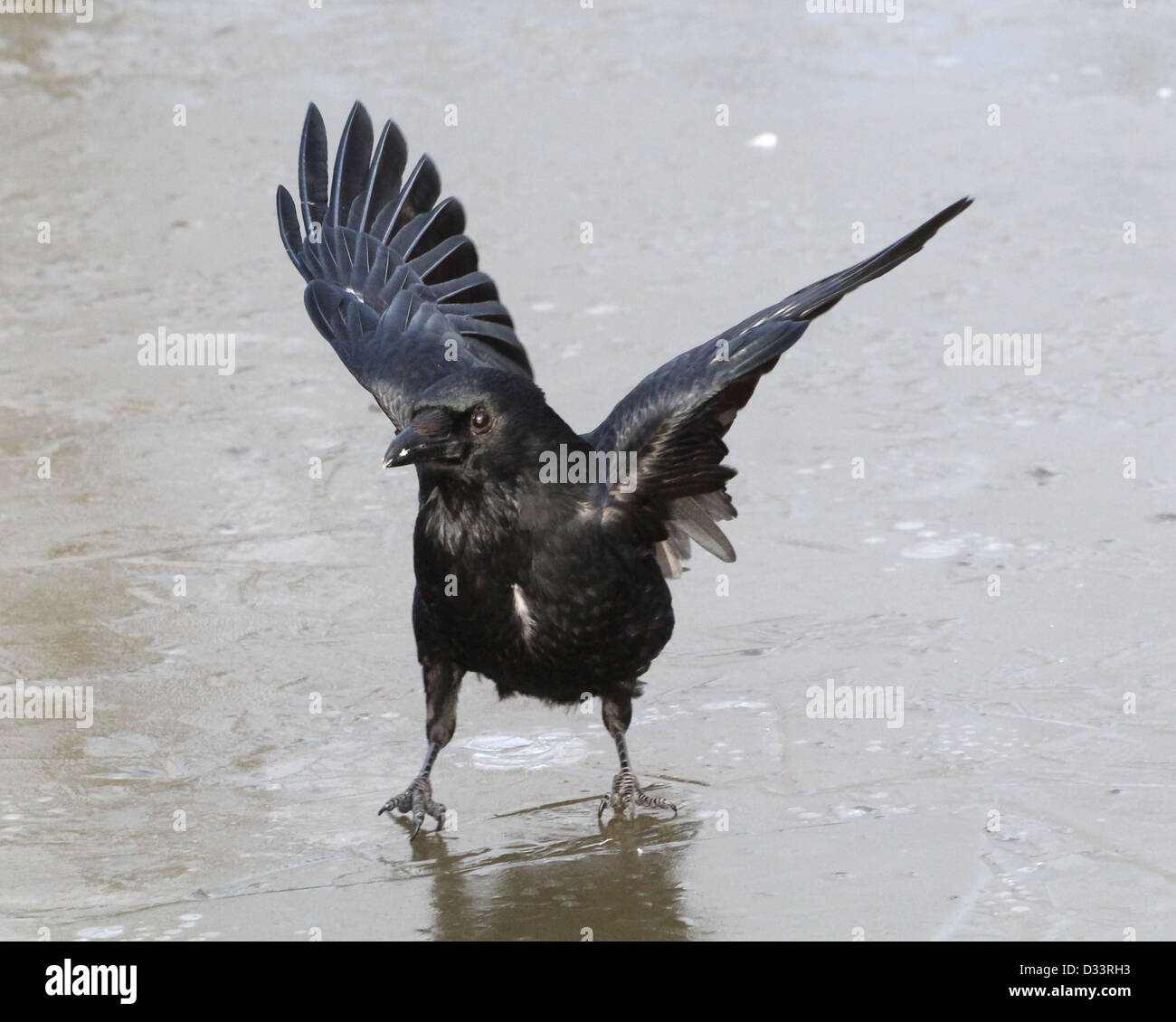 Crow landing hi-res stock photography and images - Alamy