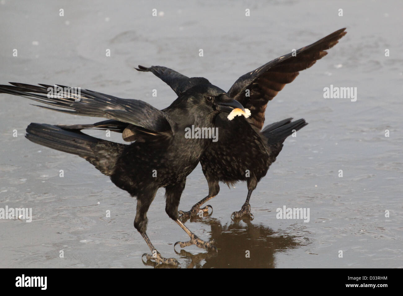 Angry flapping and fighting hi-res stock photography and images - Alamy