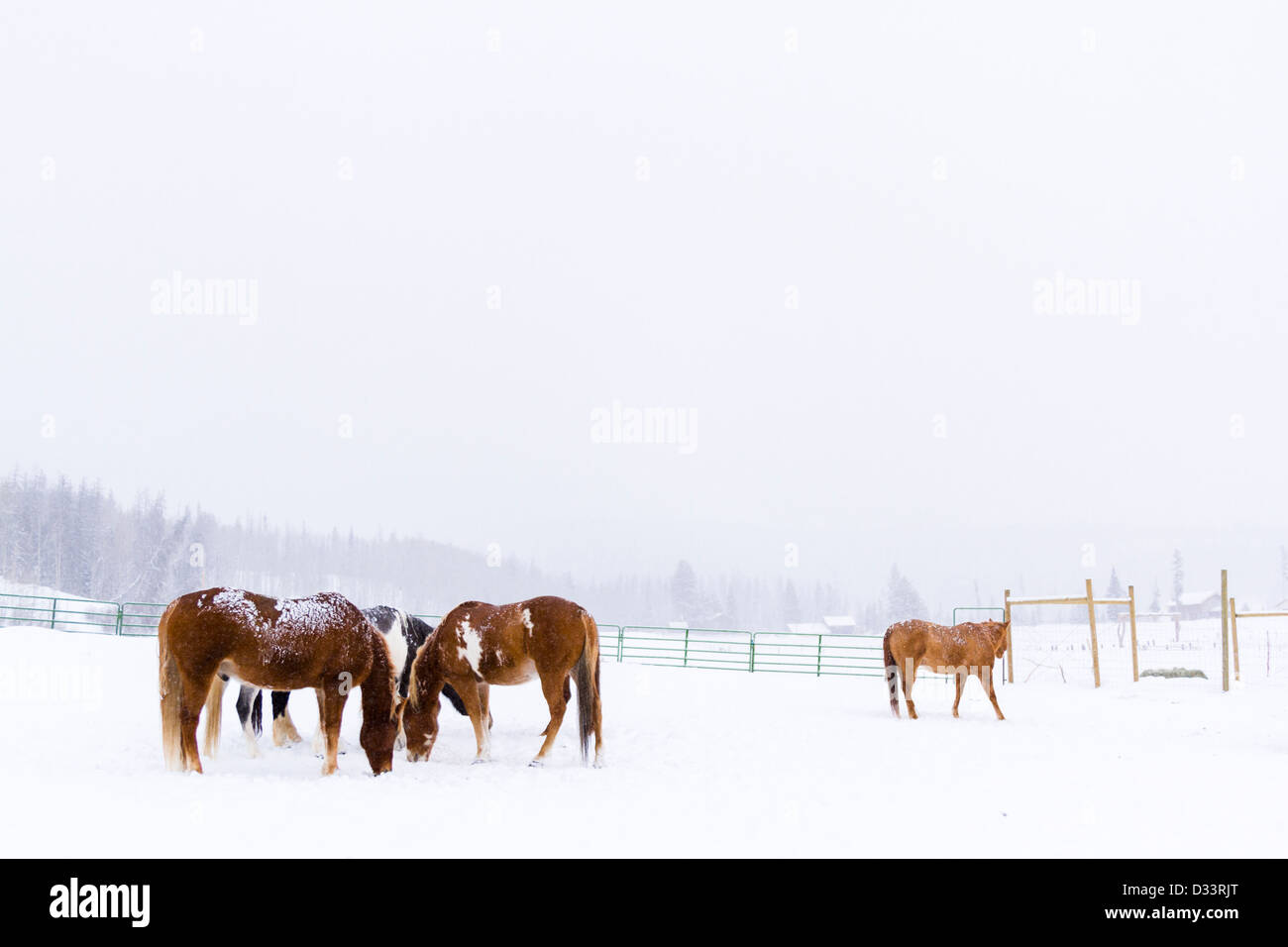 Horses in the snow on a small farm in Colorado Stock Photo - Alamy