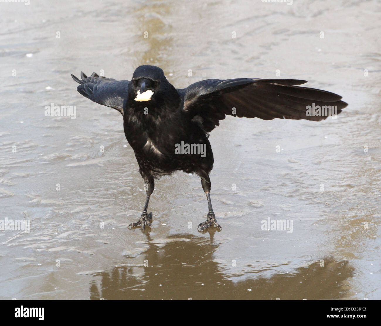 Crow landing hi-res stock photography and images - Alamy