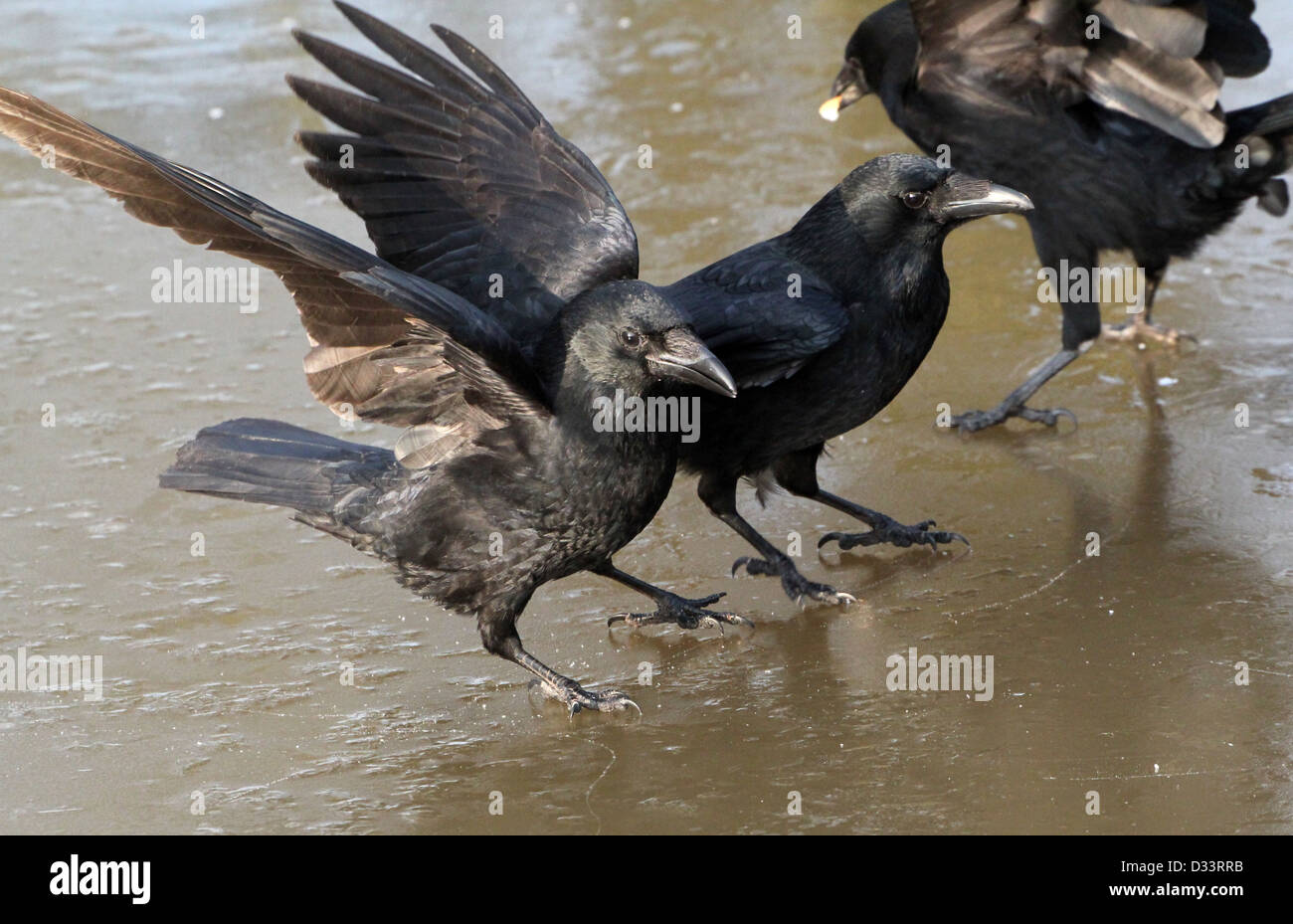 Detailed close up of a two black carrion crows (Corvus Corone ...
