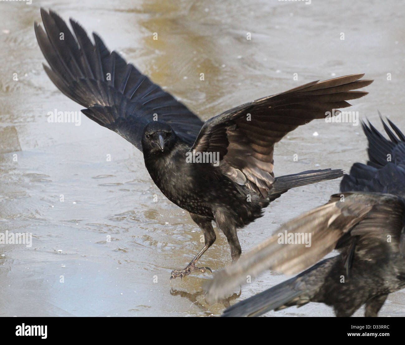 Detailed close up of a black carrion crow (Corvus Corone) with wings ...