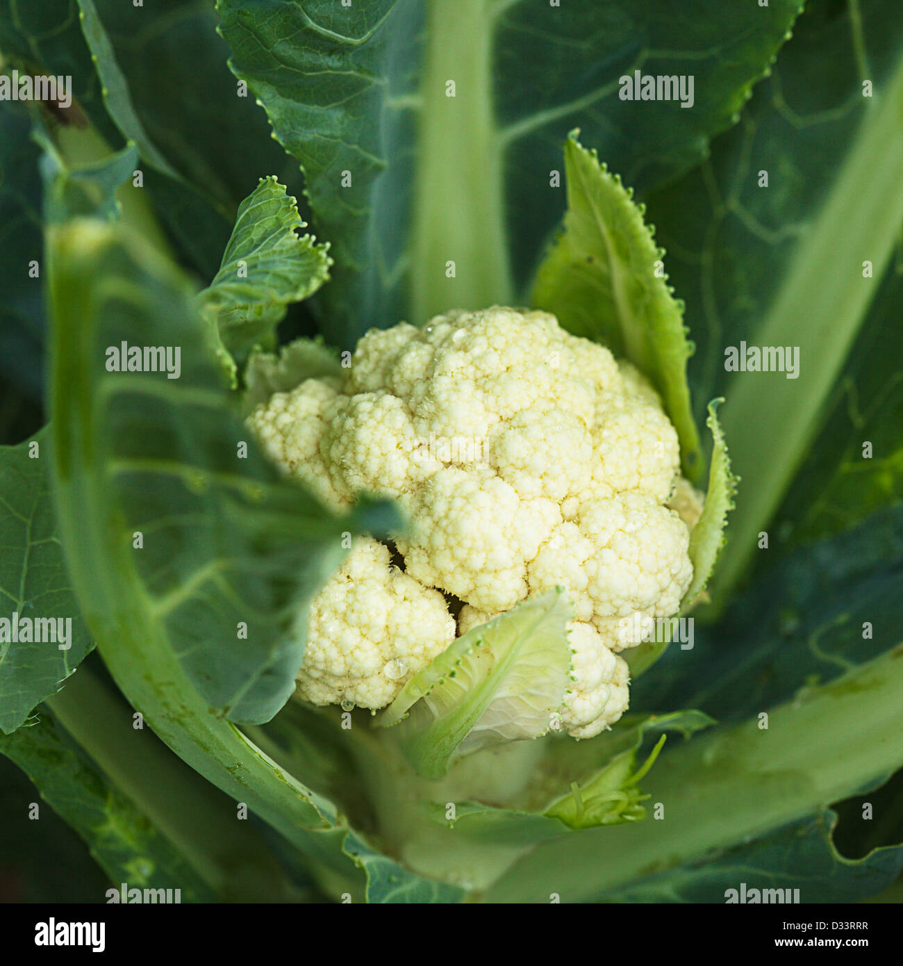 The cauliflower in the garden close up Stock Photo - Alamy