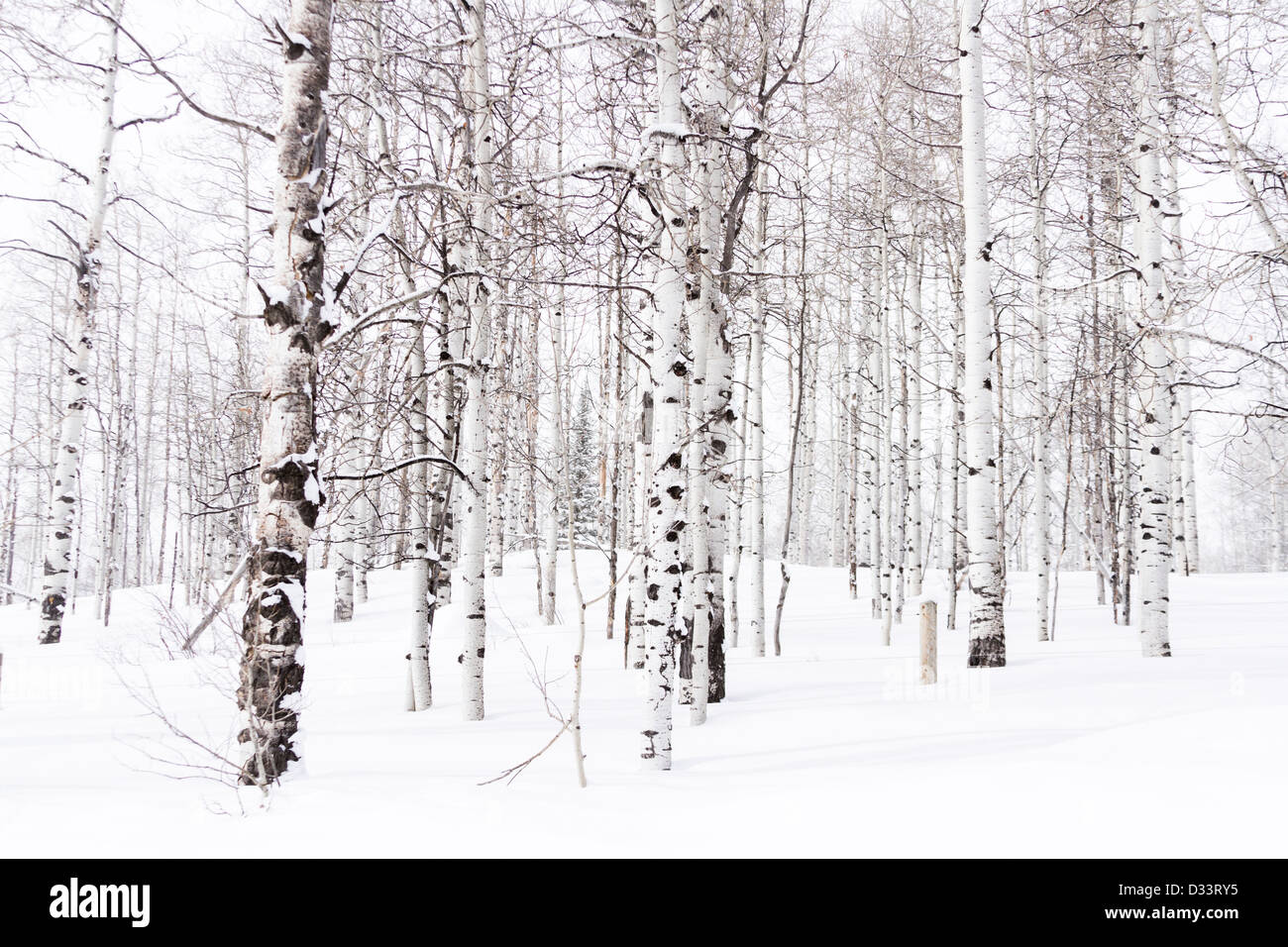 Aspen tree steamboat colorado hi-res stock photography and images - Alamy