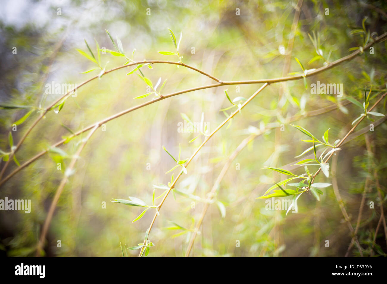 Thin leafy tree branches with green leaves Stock Photo - Alamy
