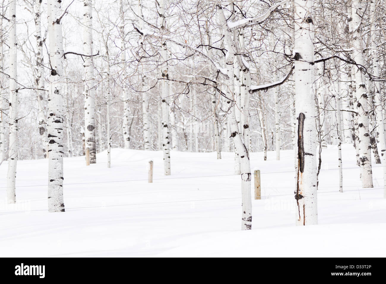 Aspen tree steamboat colorado hi-res stock photography and images - Alamy